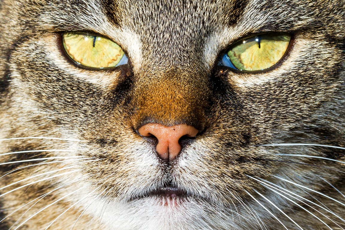 Service to automatically convert images from JPG to BMP | Transloadit