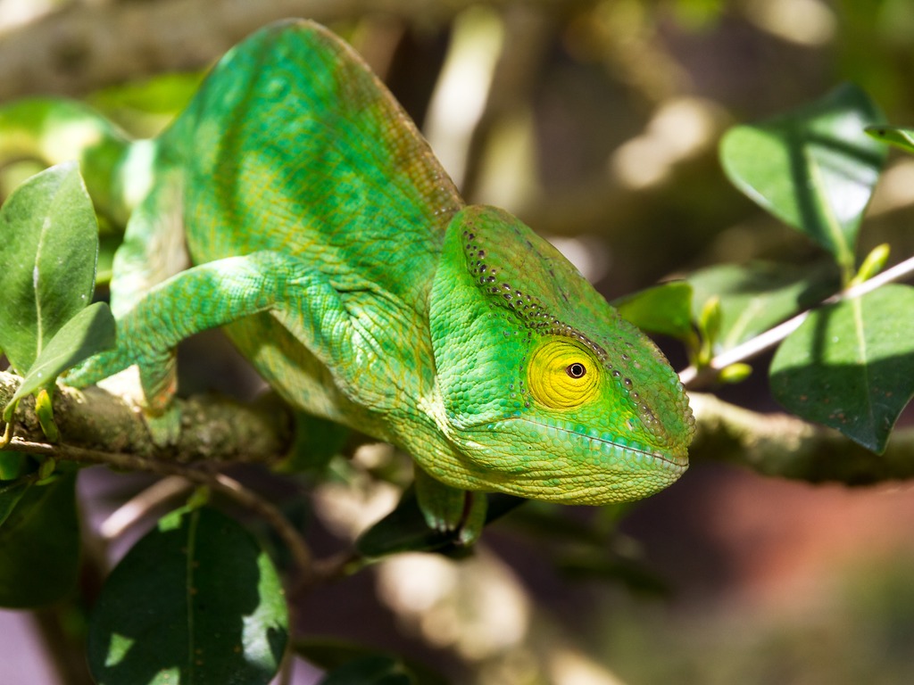 Service to merge audio and image files to generate videos | Transloadit